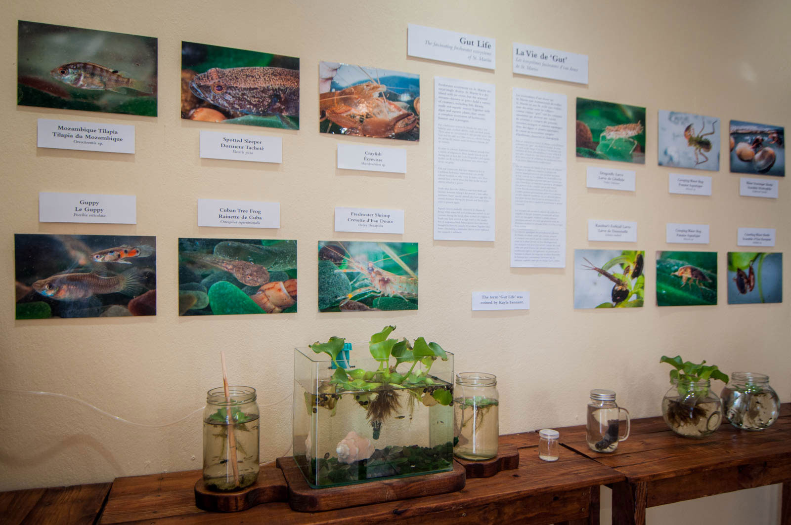St. Martin News Network - Celebrate World Wetlands Day at Amuseum ...